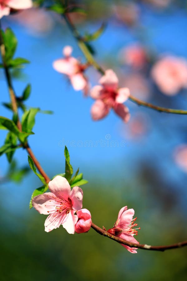Apricot bloom stock image. Image of buds, clear, spring - 18301391