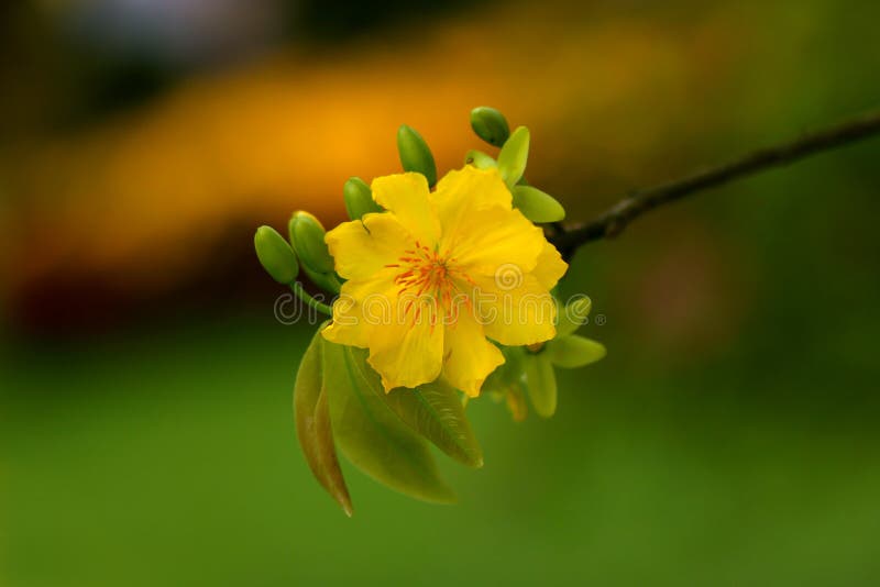 Apricot bloom stock image. Image of flora, nature, apricot - 4292815