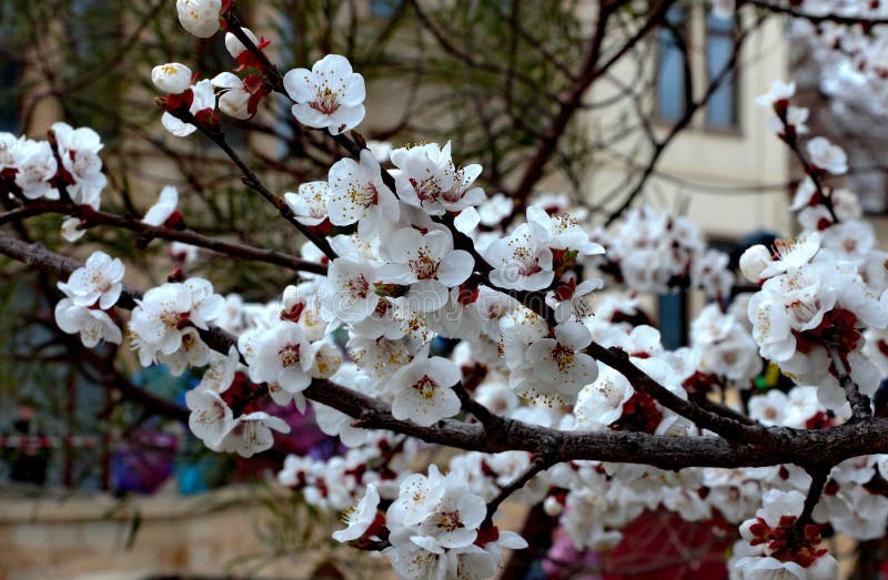 Apricot Blooming in the Garden Stock Photo - Image of petals, buds ...