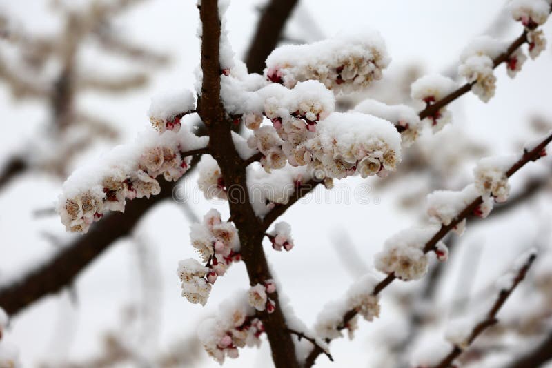 Apricot Blossom Flowers Covered by Snow in Spring Stock Image - Image ...