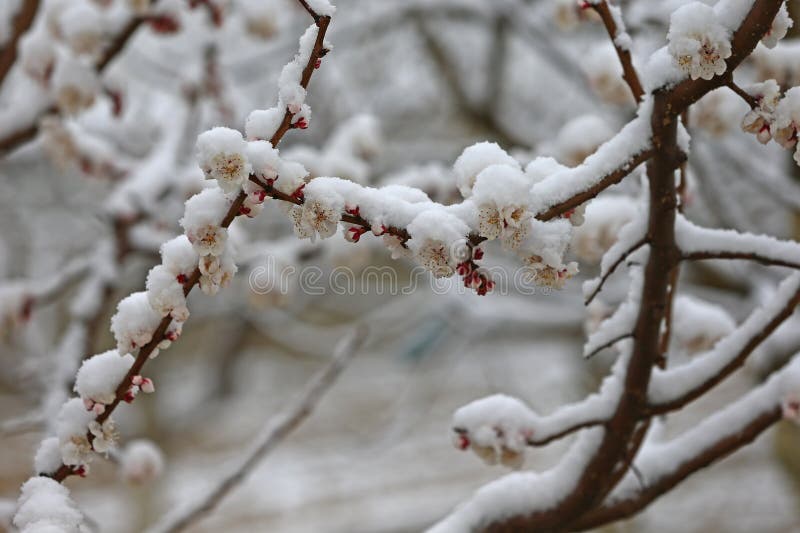 Apricot Blossom Flowers Covered by Snow in Spring Stock Illustration ...