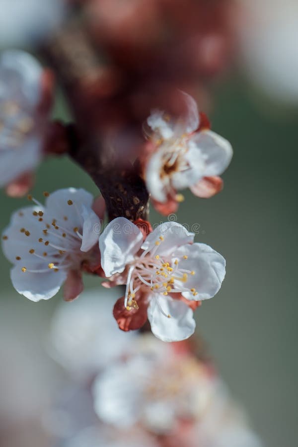 Apricot Blossom in Full Bloom Stock Image - Image of botany, fresh ...