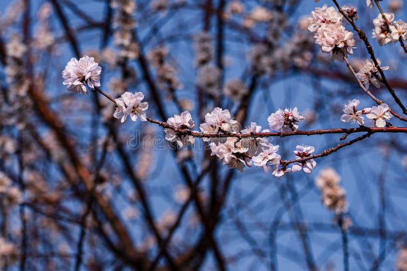 Apricot Blossoms in Bloom in Early Spring Stock Photo - Image of tree ...