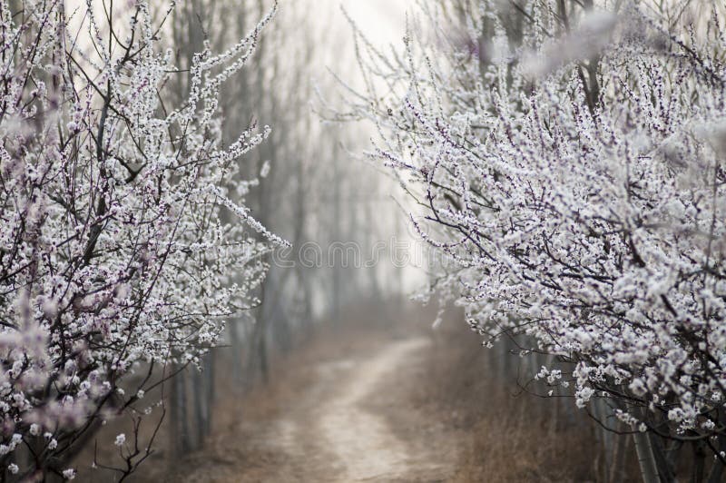 Apricot blossoms stock photo. Image of agriculture, apricot - 39271546