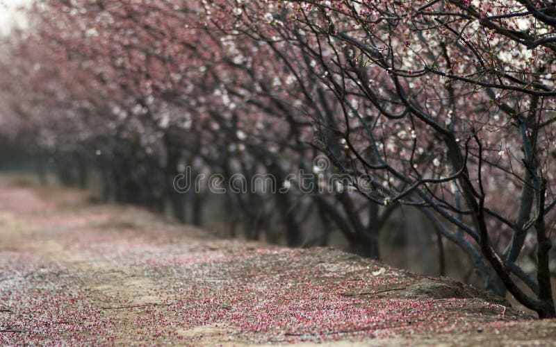 Apricot blossoms stock image. Image of peach, flower - 39298757