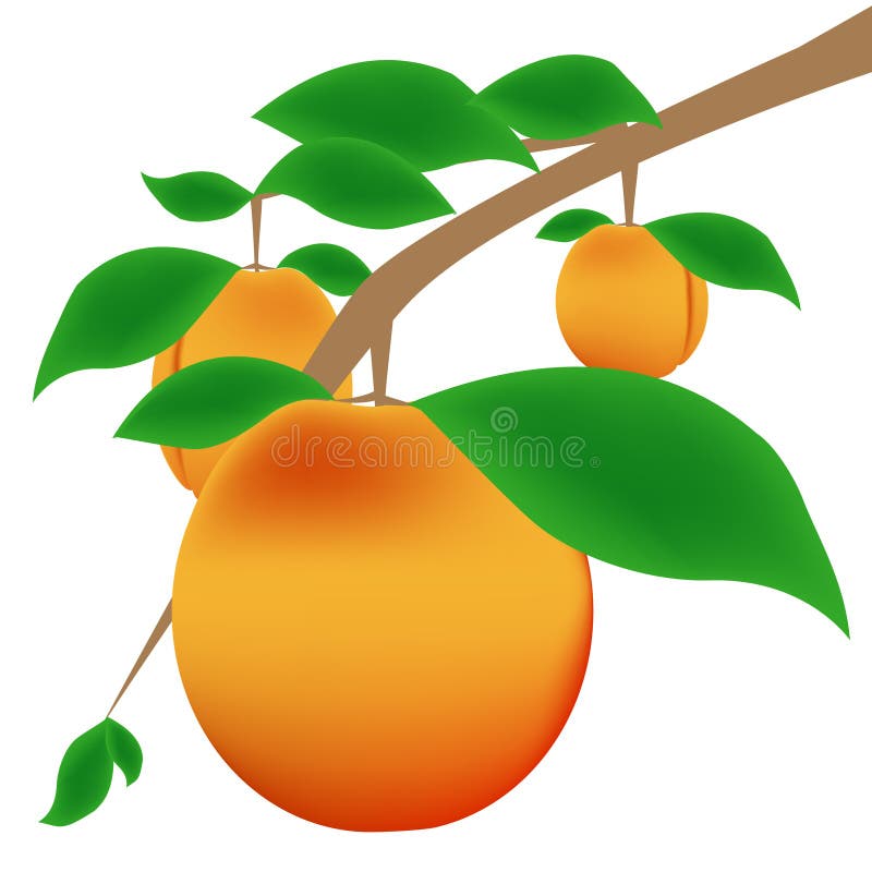 Apricot branch stock vector. Illustration of fruit, tasty - 40704856