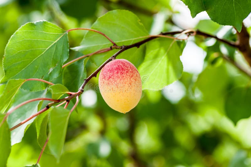 Apricot on a branch stock image. Image of tasty, organic - 75198151