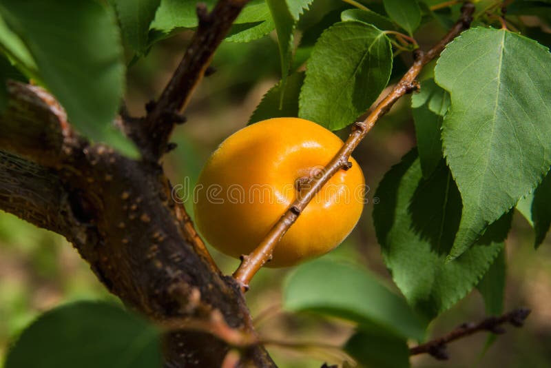 Apricot. Branch of an Apricot Tree with Ripe Apricot Stock Image ...