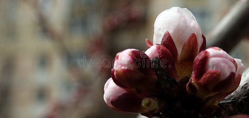 Apricot buds in spring stock photo. Image of ukraine - 254776412