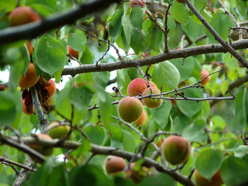 Apricot Crop in Natural Environment. Nature and Beauty Stock Image ...