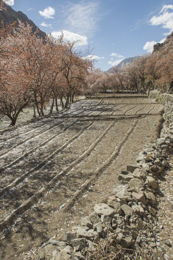 Apricot Flower and Tomato Field in Leh Stock Photo - Image of apricot ...