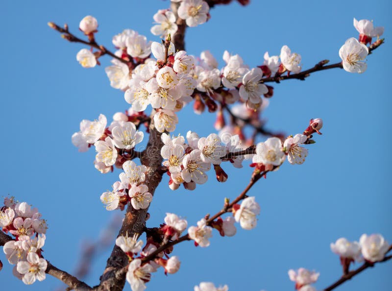 Apricot Flowers on a Background of Blue Sky in Spring Stock Image ...