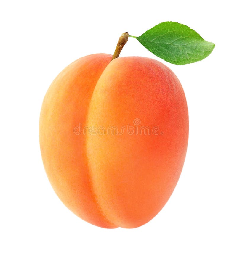 Apricot stock image. Image of white, studio, yellow, macro - 39742269