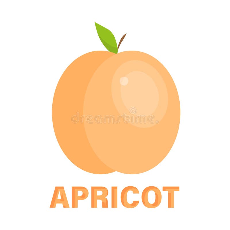 Apricot Fruit Illustration. Orange Color. Green Leaf Accent. Vector ...