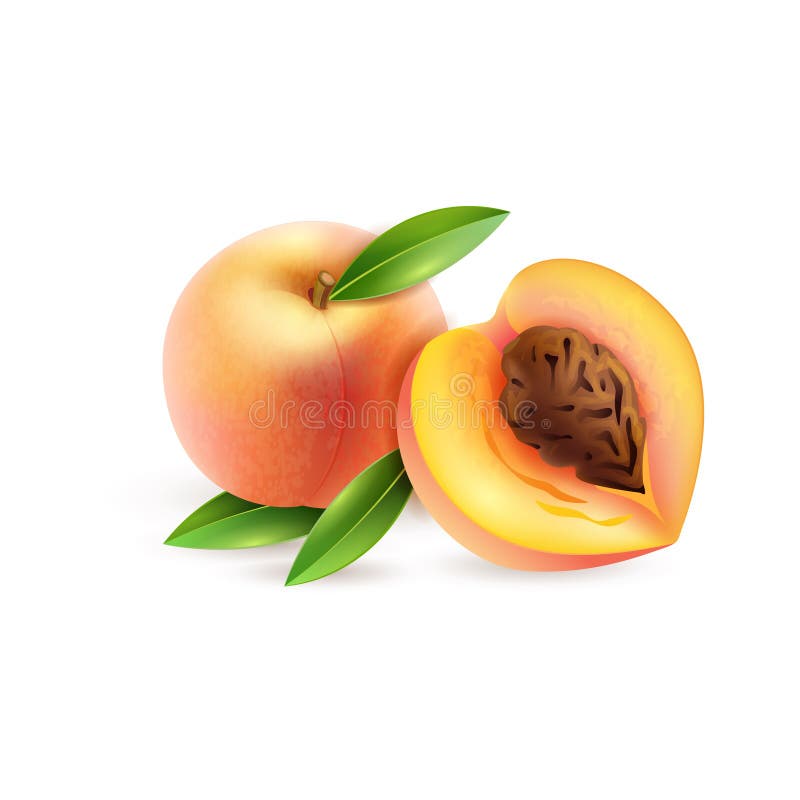 Apricot Fruit Isolated White Background Stock Illustration ...