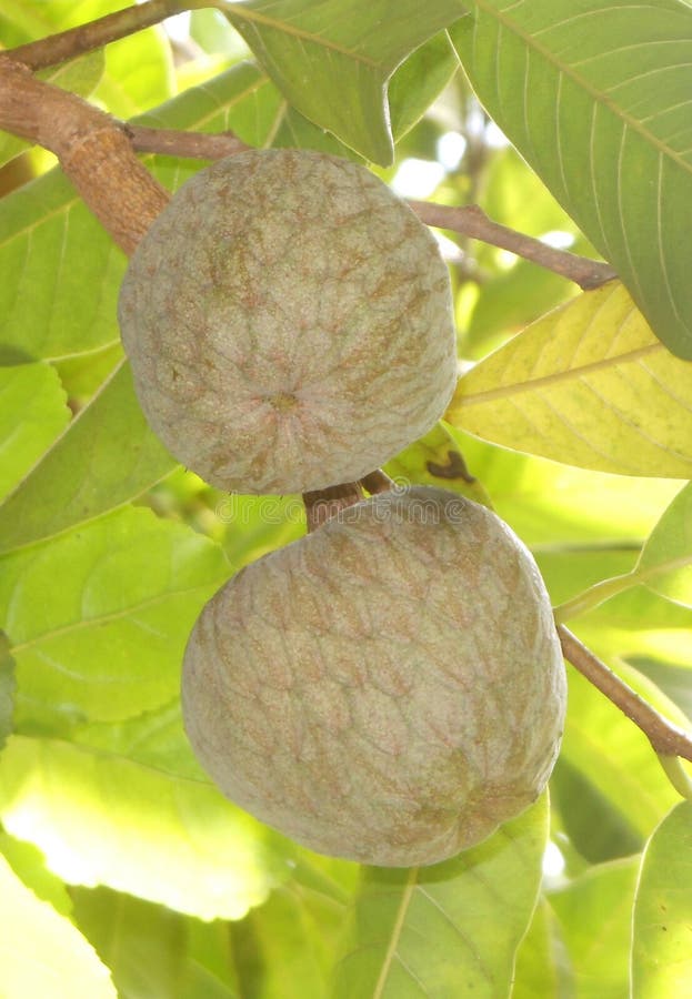 Malayaales Stock Photos - Free & Royalty-Free Stock Photos from Dreamstime