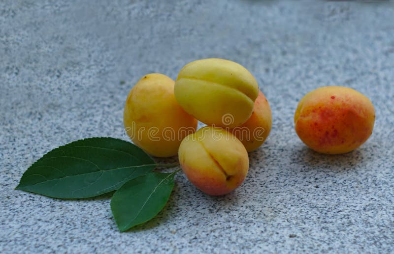 Apricot fruit stock photo. Image of food, closeup, organic - 258217438