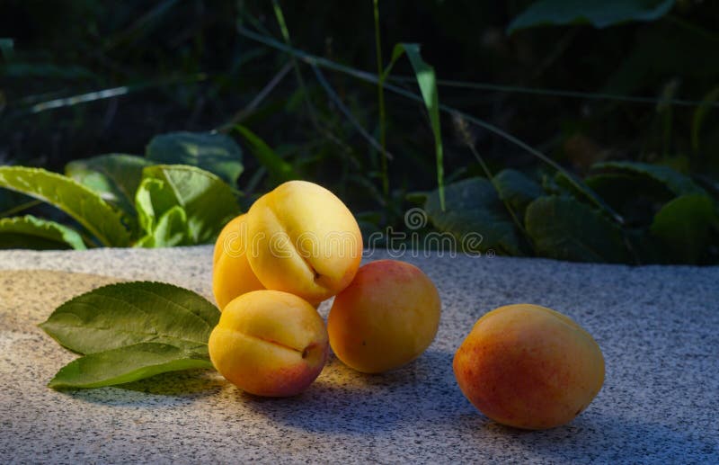 Apricot fruit stock photo. Image of vegetarian, fruit - 258217678