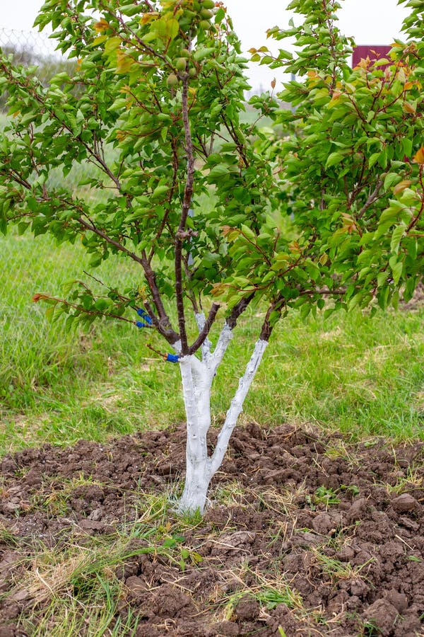 Apricot Fruit Tree in the Garden with a Whitewashed Trunk. Protecting ...