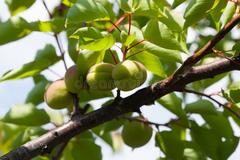 Apricot Fruits on a Tree in the Garden. Fruit Growing Stock Photo ...