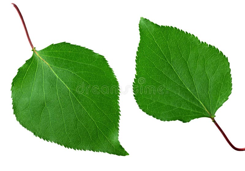 Apricot Green Leaves Isolated On White Background Clipping Path Stock