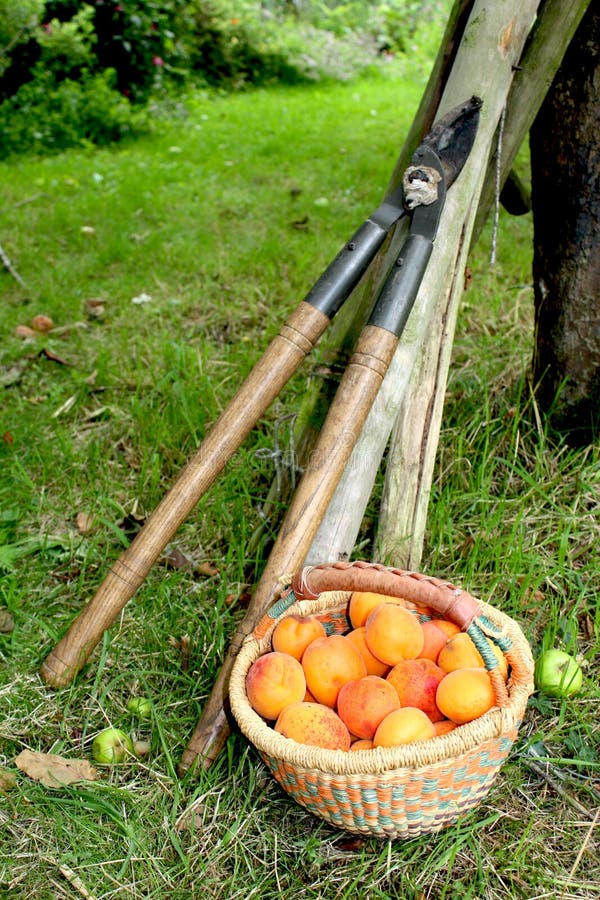 Apricot Harvest stock image. Image of armenian, plum - 11660635