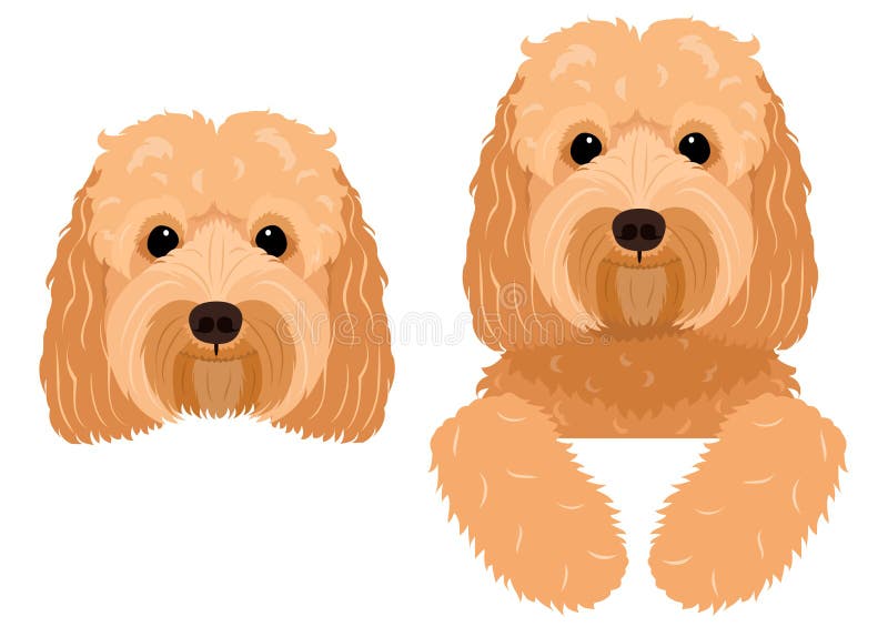 Cockapoo Stock Illustrations – 162 Cockapoo Stock Illustrations ...