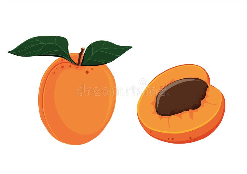 Apricot Kernel Stock Illustrations – 435 Apricot Kernel Stock ...
