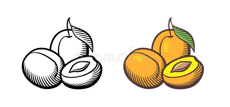 Apricot Kernel Drawing Stock Illustrations – 120 Apricot Kernel Drawing ...