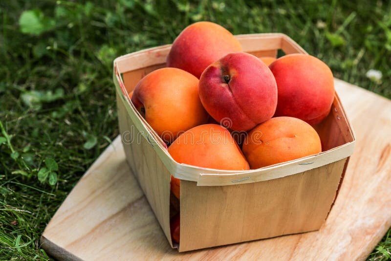 Apricot Inside Wooden Basket Outside on Grass Stock Photo - Image of ...