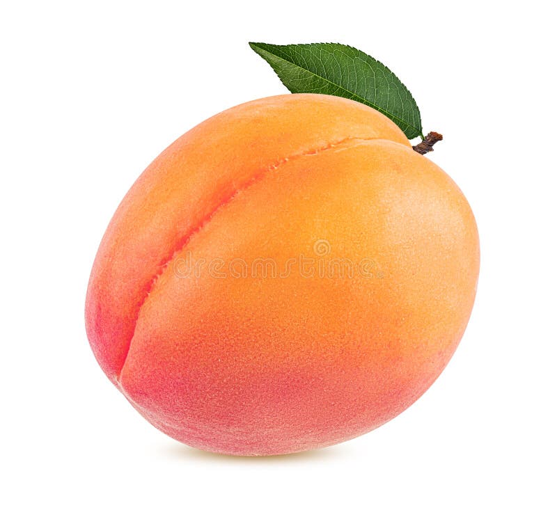 Apricot isolated on white stock photo. Image of healthy - 169181564