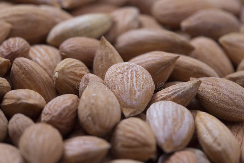 Apricot kernel stock photo. Image of organic, fruit, health - 49429886