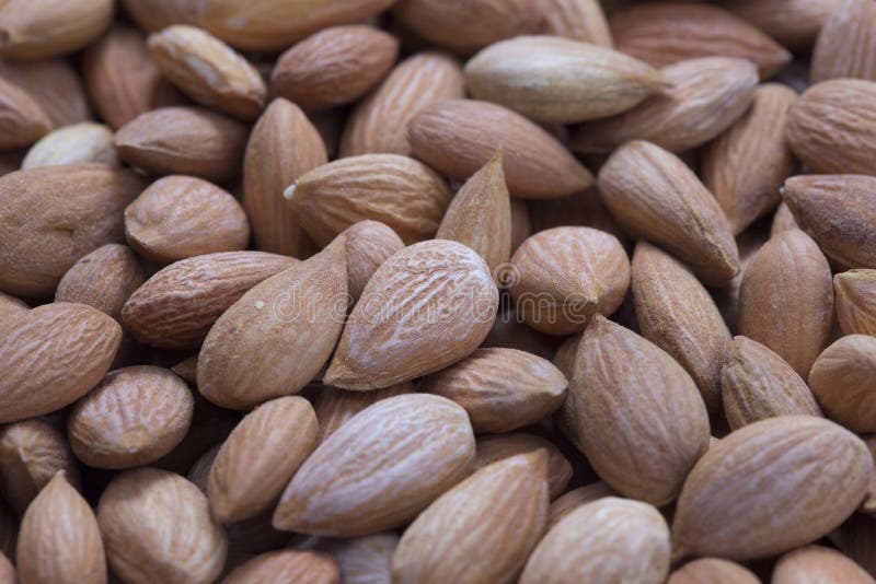 Apricot kernel stock photo. Image of background, healty - 49429942