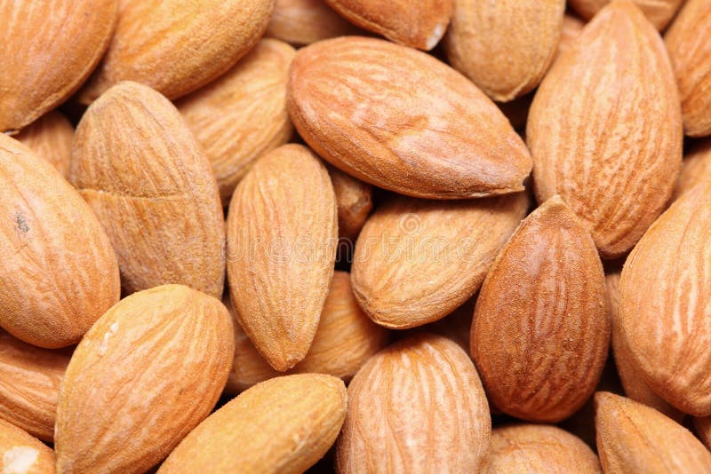 Riped Palm Kernel Seed stock photo. Image of kernel, seeds - 5076502