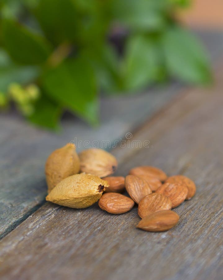 Apricot Fruit Cut Open with Pips and Kernels in the Foreground. Stock ...