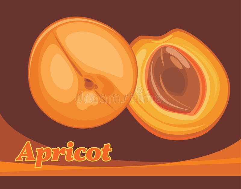 Apricot, Set of Label Design Stock Vector - Illustration of bistro ...