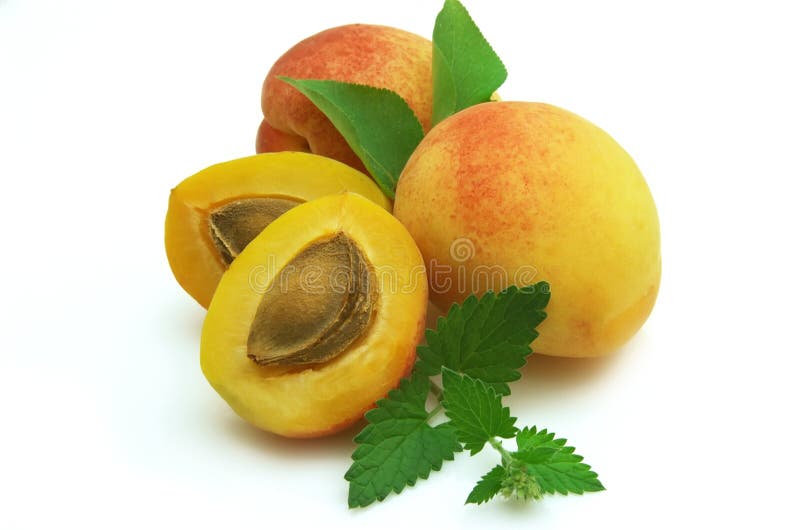 The apricot and mint stock image. Image of yellow, leaf - 15149347