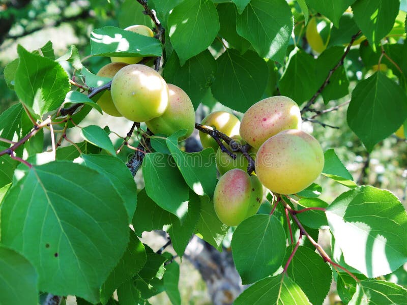 Apricot stock photo. Image of wood, vitamin, branch, leaf - 31993514