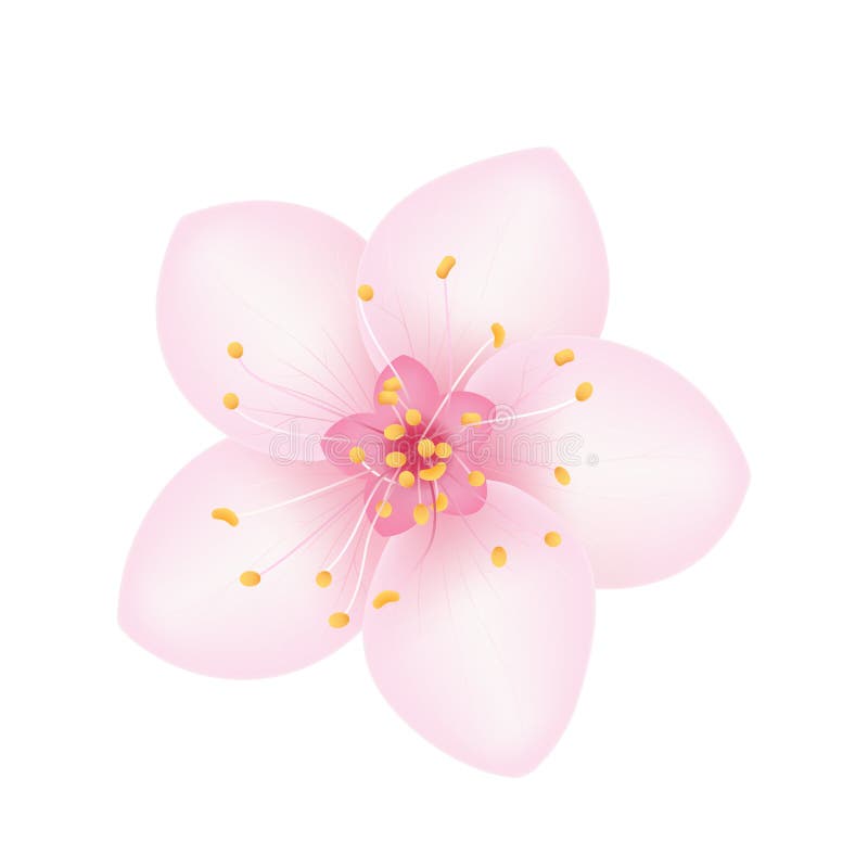 Pink apricot flower stock vector. Illustration of flowers - 241206649