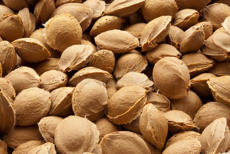 Apricot pits. stock photo. Image of diet, bloom, detail - 20604918