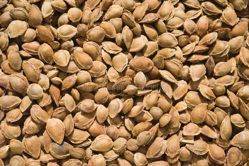 Apricot pits stock photo. Image of detail, dried, brown - 25098694