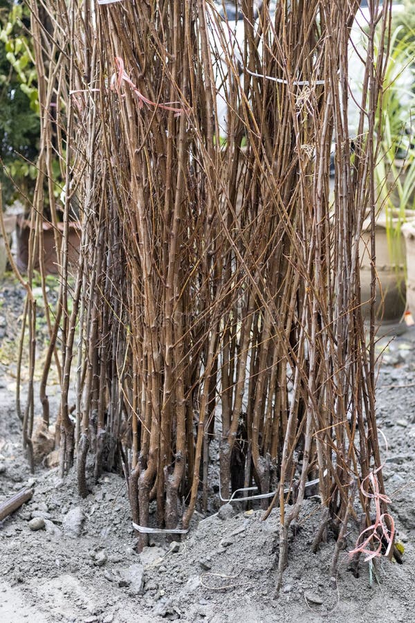 Apricot and Plum Fruit Bare Root Trees Stock Photo - Image of garden ...