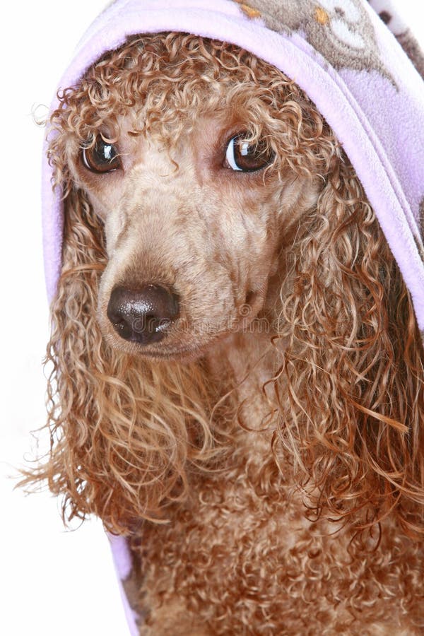 Apricot Poodle after a Bath Stock Image - Image of healthy, puppy: 12607801
