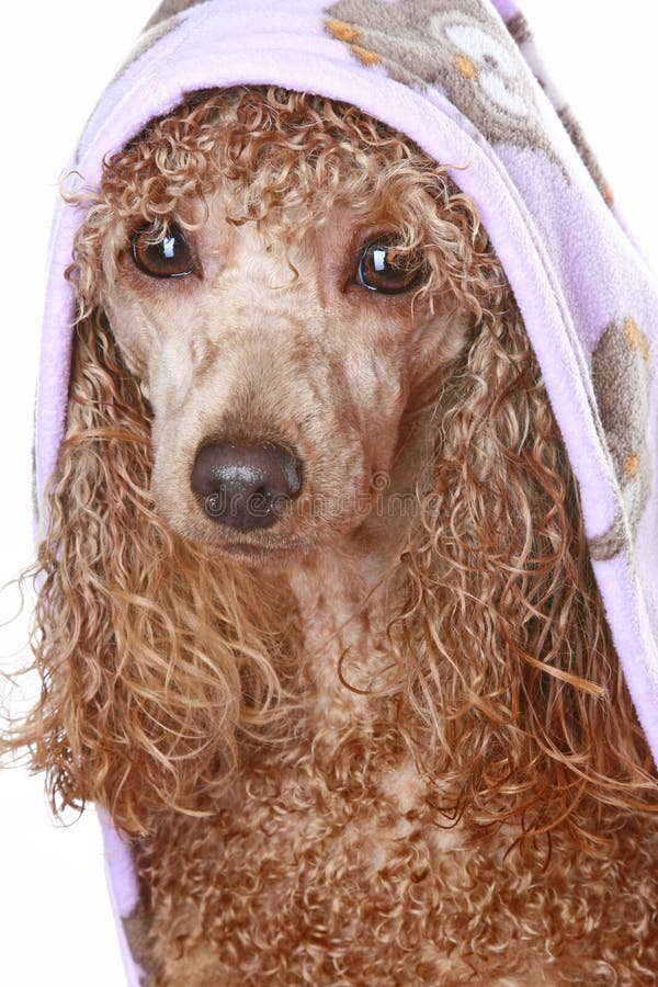 Apricot Poodle after a Bath Stock Image - Image of healthy, puppy: 12607801
