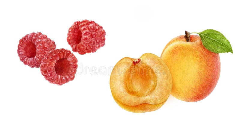 Apricot Raspberry Set Composition Watercolor Isolated on White ...
