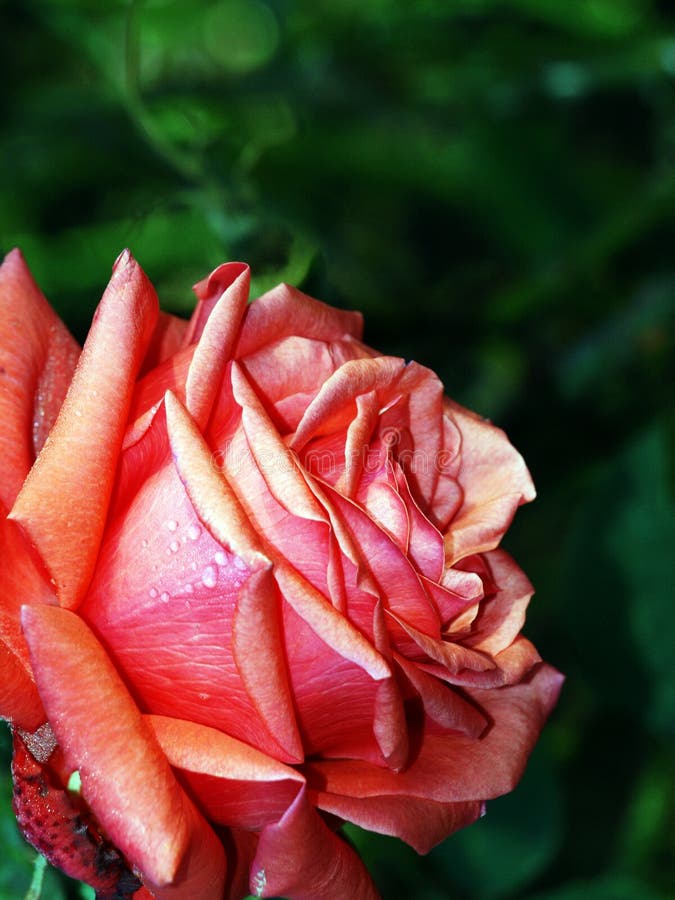 Apricot rose stock photo. Image of apricot, pretty, flowers - 5266986