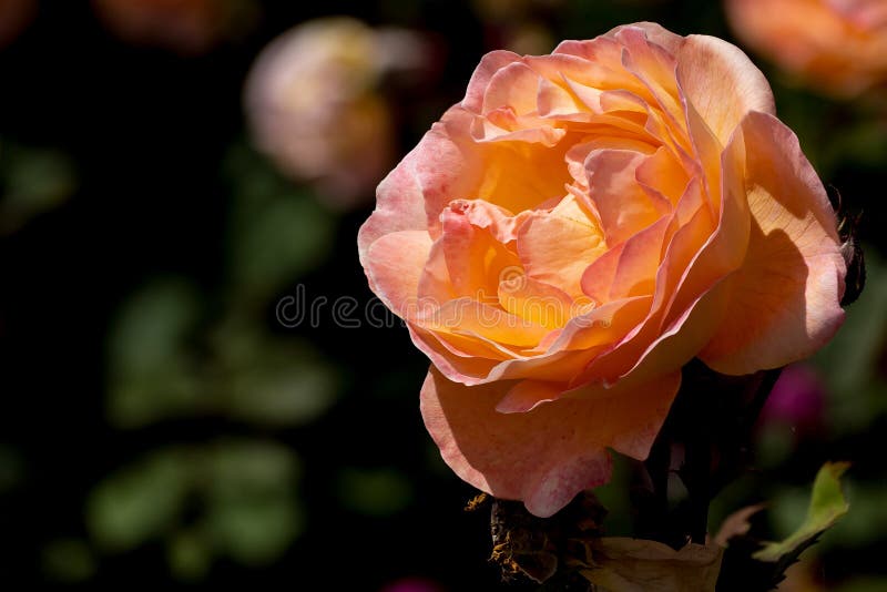 Apricot Rose in Full Bloom in the Sun Stock Image - Image of fragrance ...