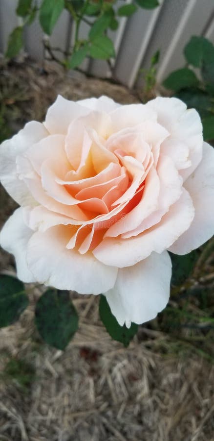 Apricot Rose 1 stock photo. Image of roses, blurs, apricot - 49823164