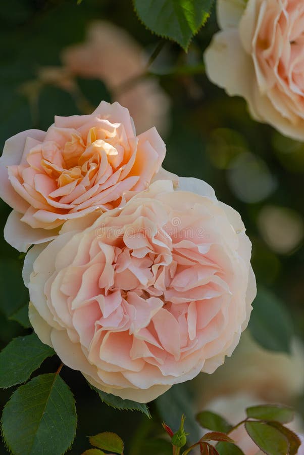 Apricot Roses in Full Bloom Stock Photo - Image of bloom, flora: 356928142