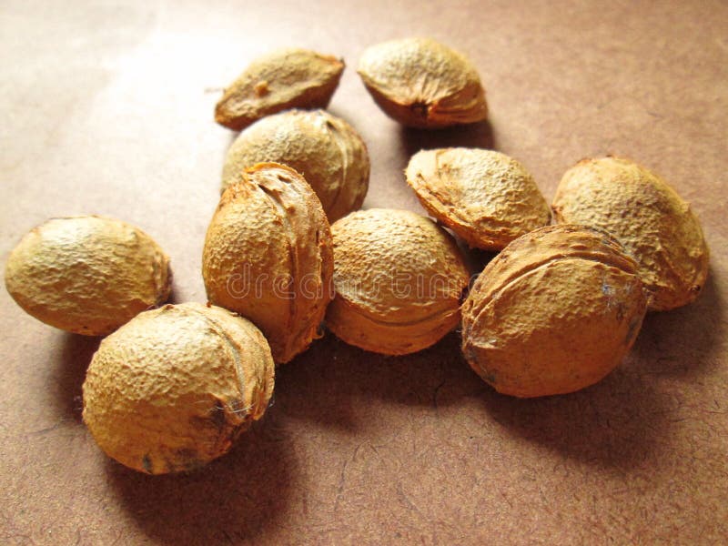 Apricot Seeds. stock image. Image of garden, collection - 64273133